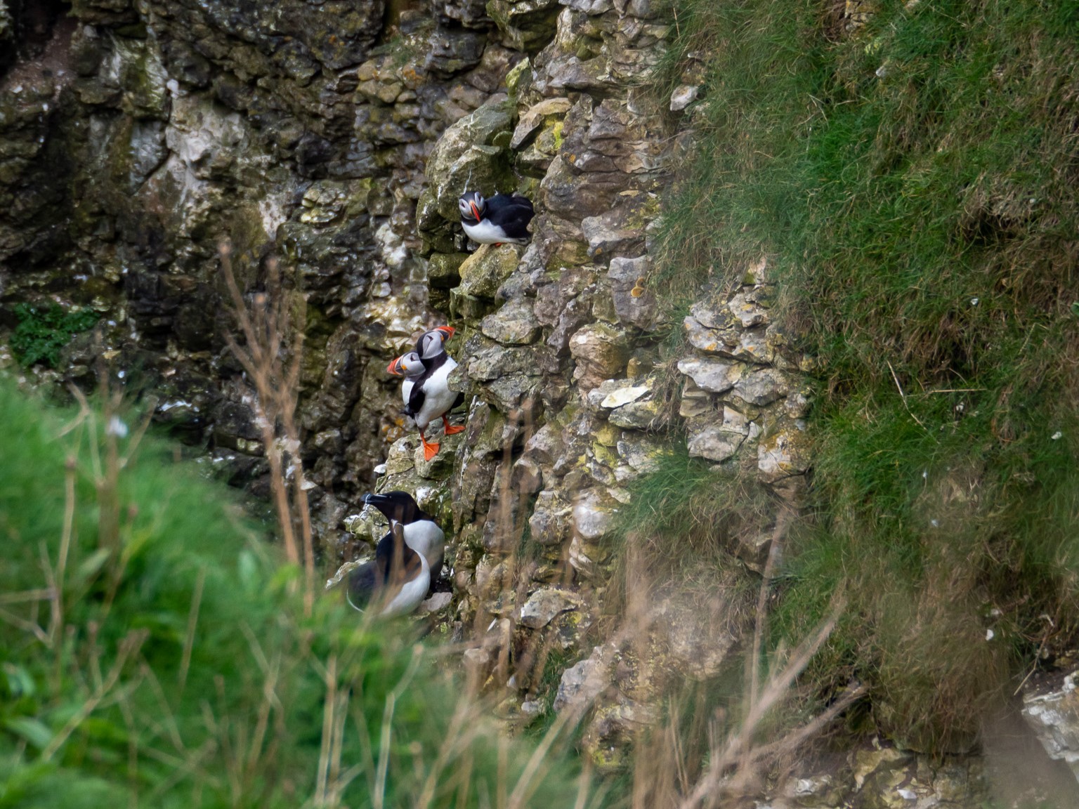 Where to see Orca in Orkney: Whale Watching + Wildlife