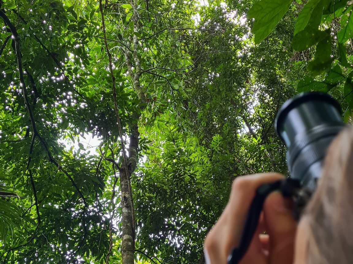 A Guide to Sloth Spotting on the Bogarin Trail (2025)
