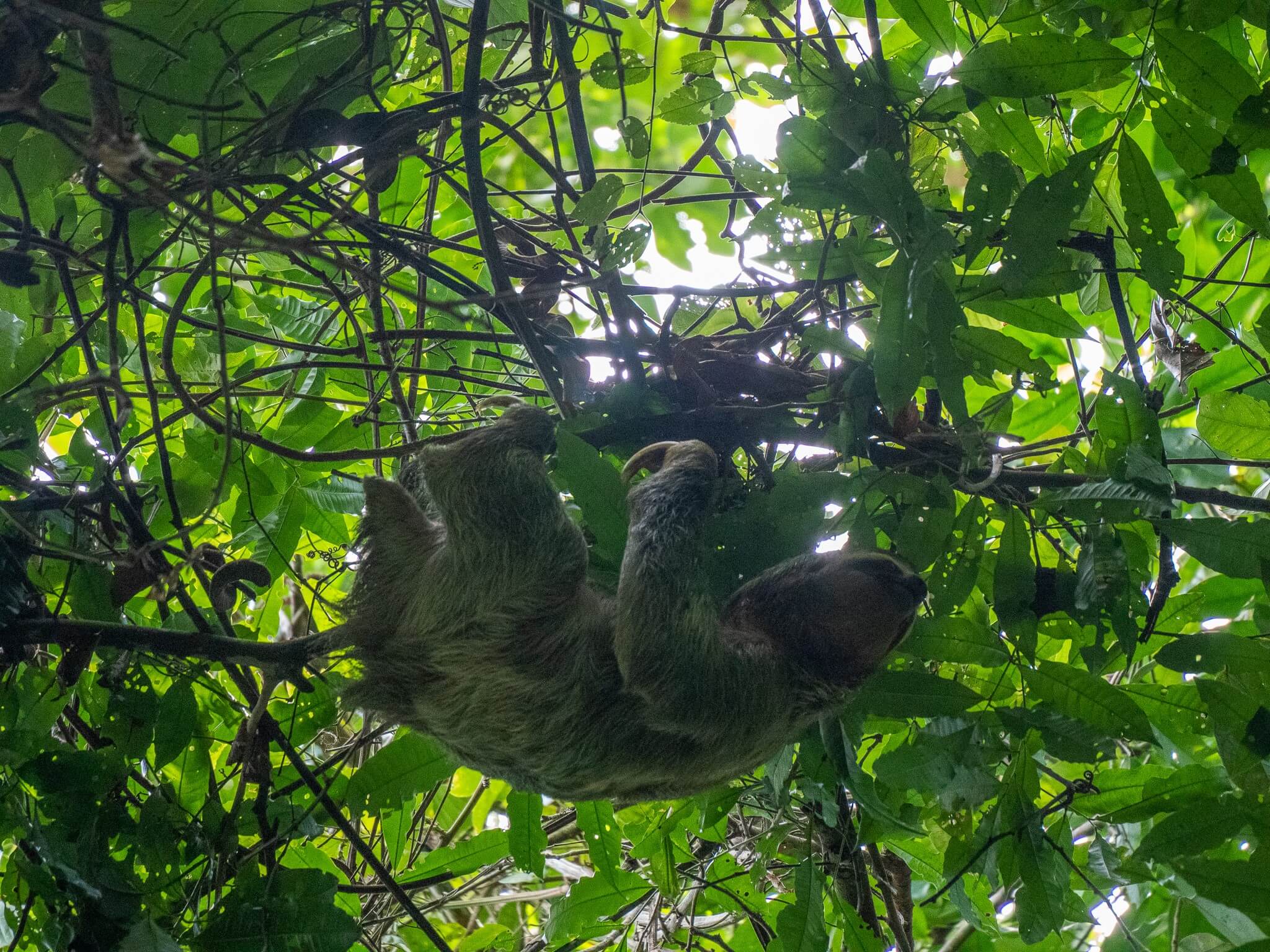 21 Best Places to See Sloths in La Fortuna: Trails & Tours
