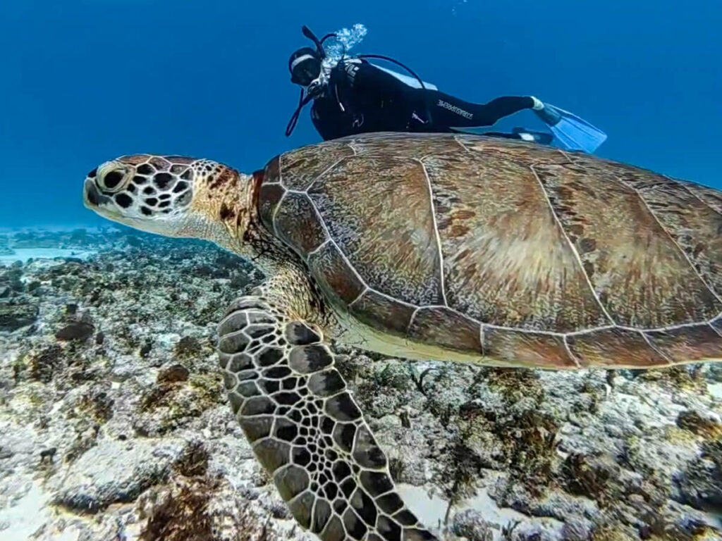 A Traveller's Guide to Cancún: What to Know Before Visiting