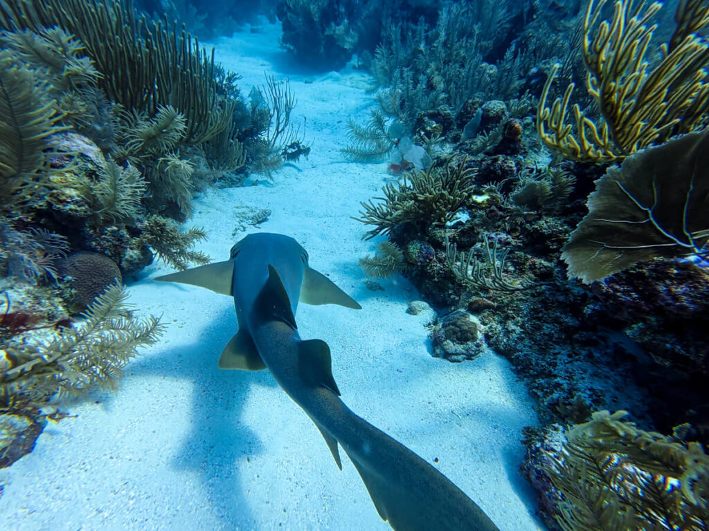 How to Visit Gladden Spit and Silk Cayes Marine Reserve